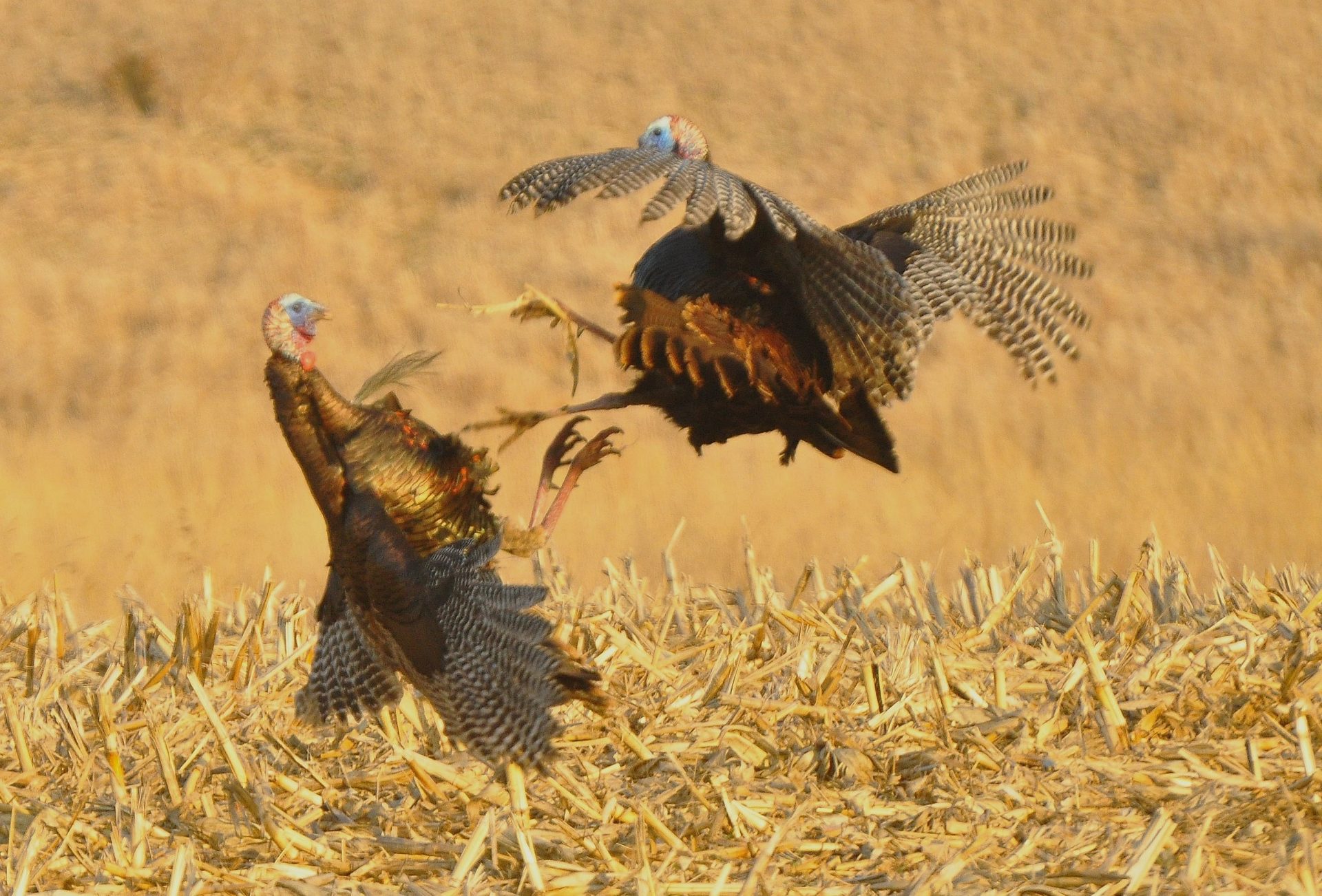 Ruler of the Roost! - Eagle Grove Eagle