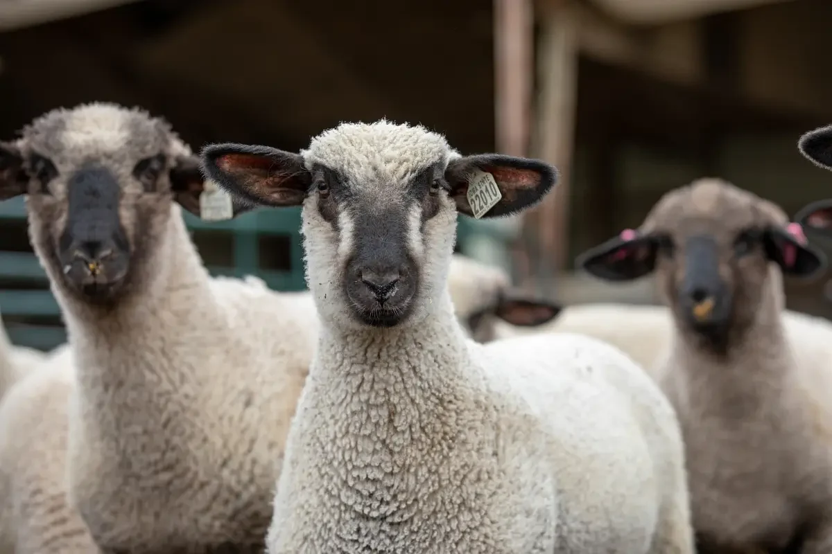 Parasite Patrol Roadshow to Equip Iowa Sheep Producers with Tools to Combat Parasite Threats ...